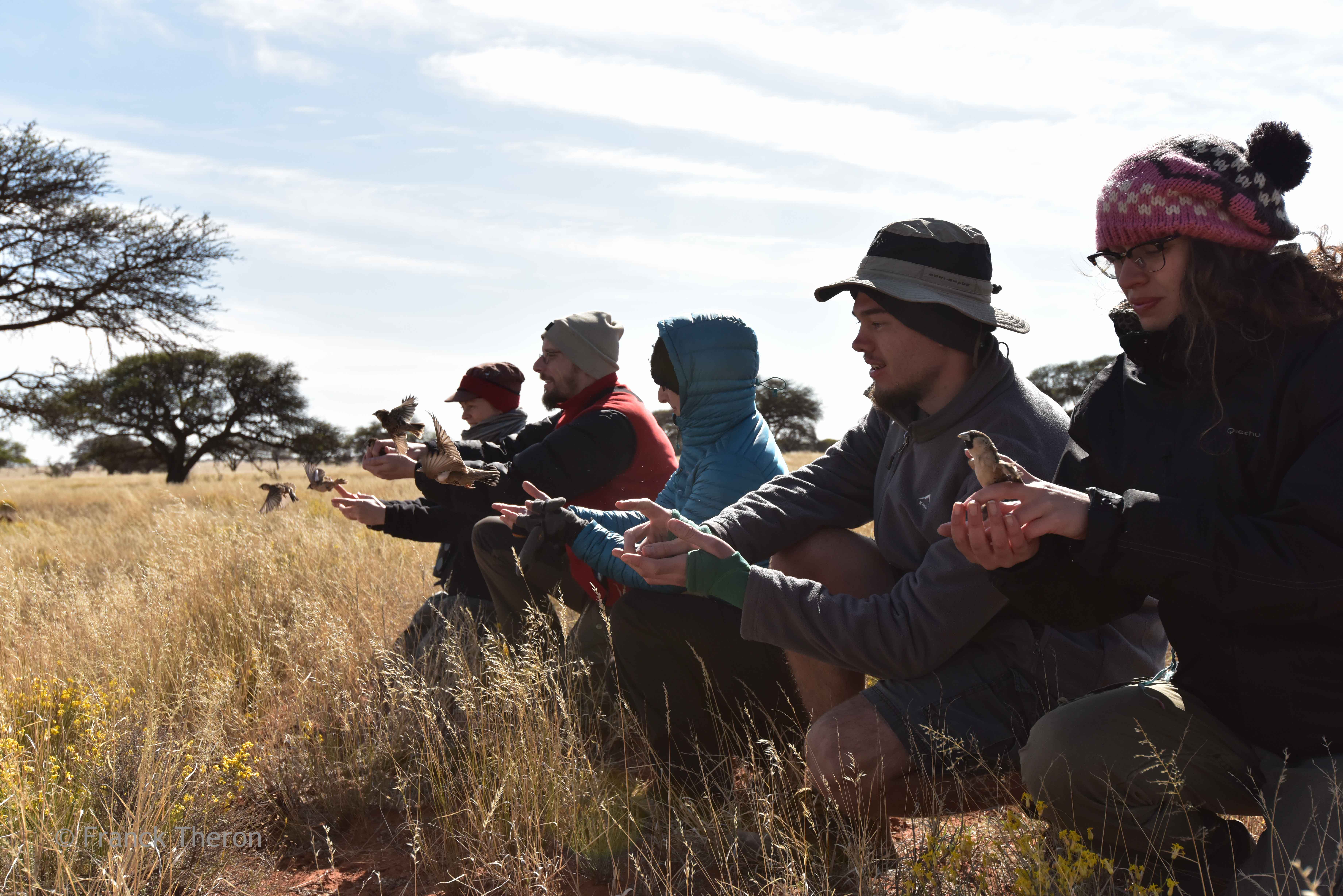 SW journey | Sociable Weaver Project