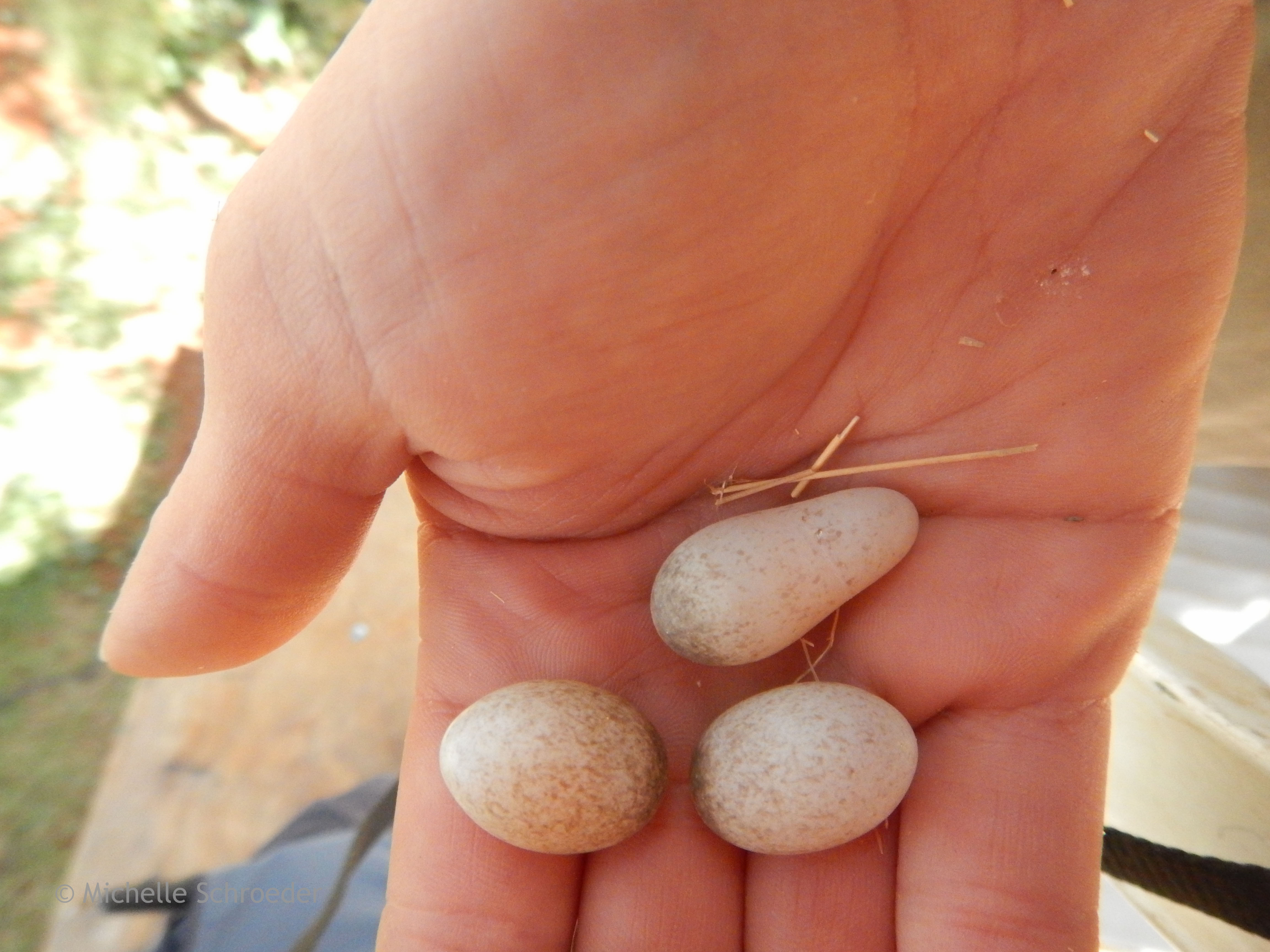 SW journey | Sociable Weaver Project