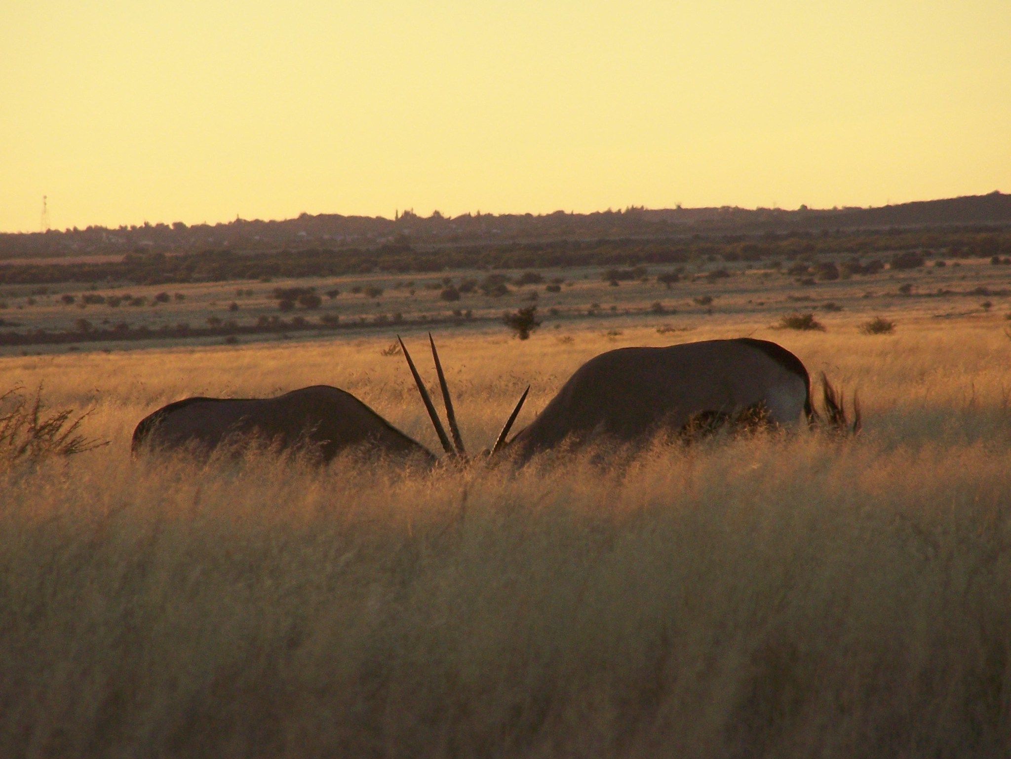 SW journey | Sociable Weaver Project