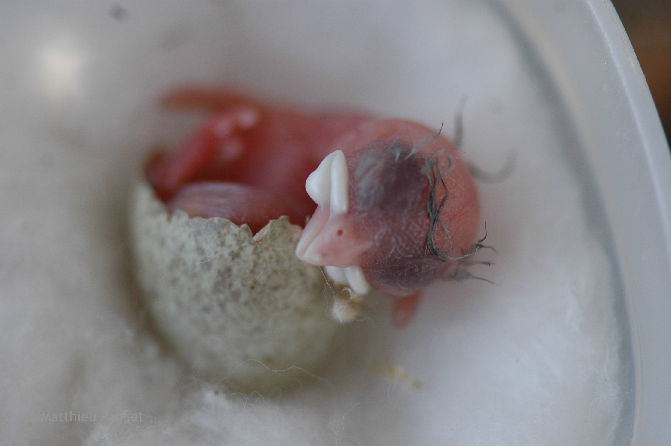 SW journey | Sociable Weaver Project