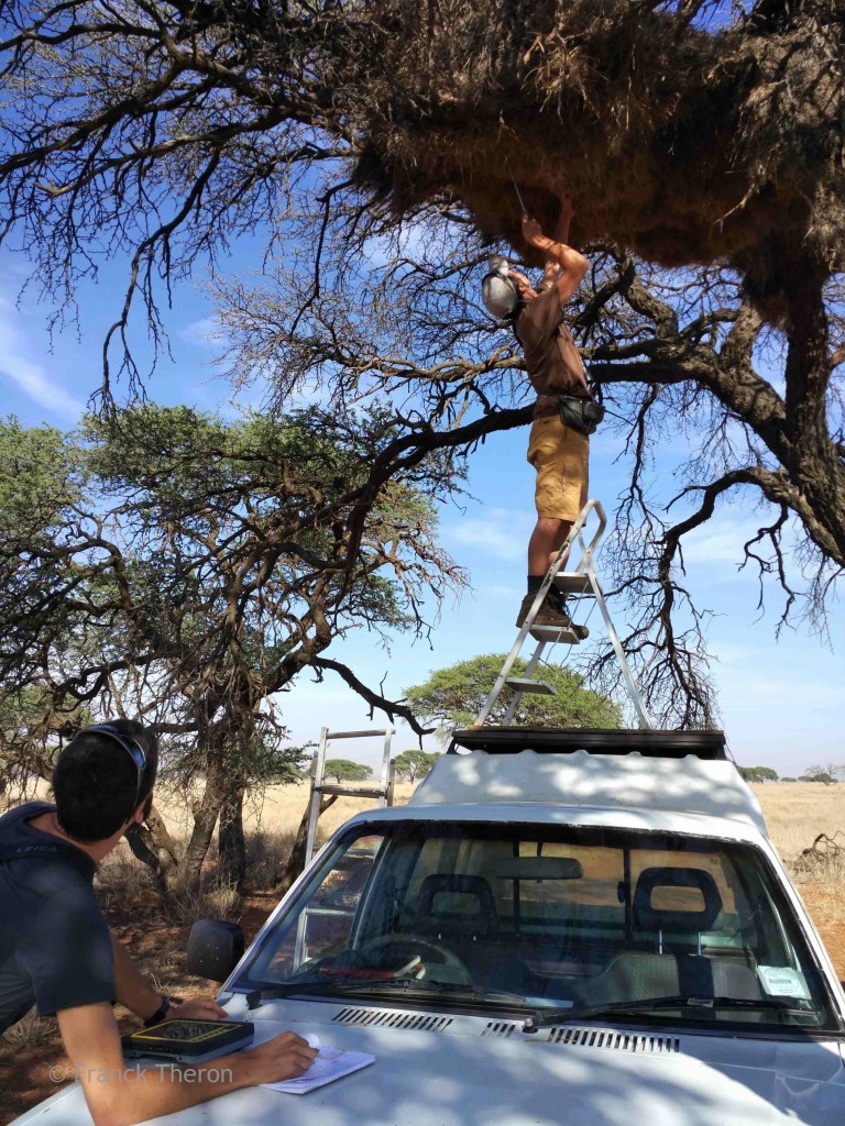 SW journey | Sociable Weaver Project