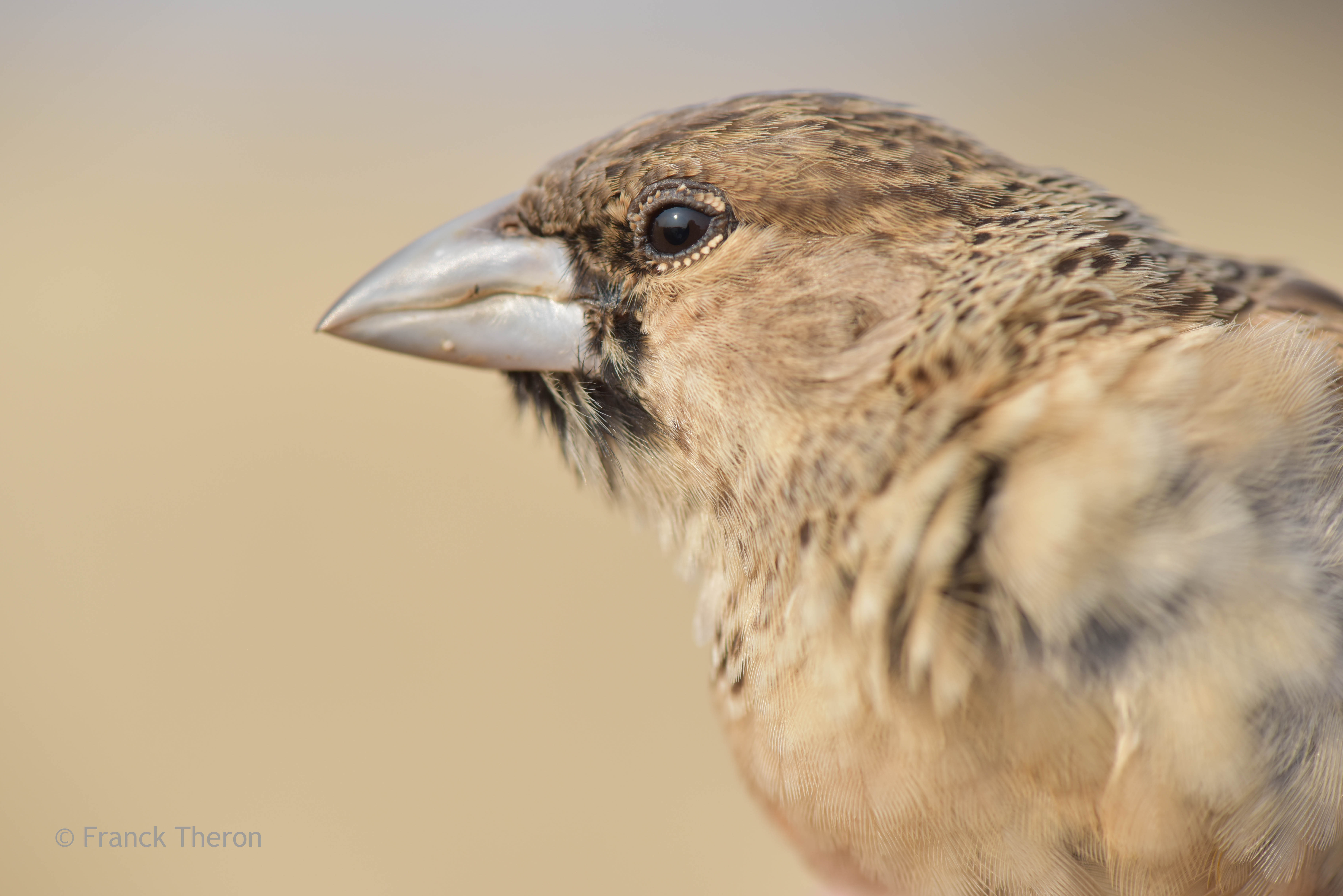 Team | Sociable Weaver Project