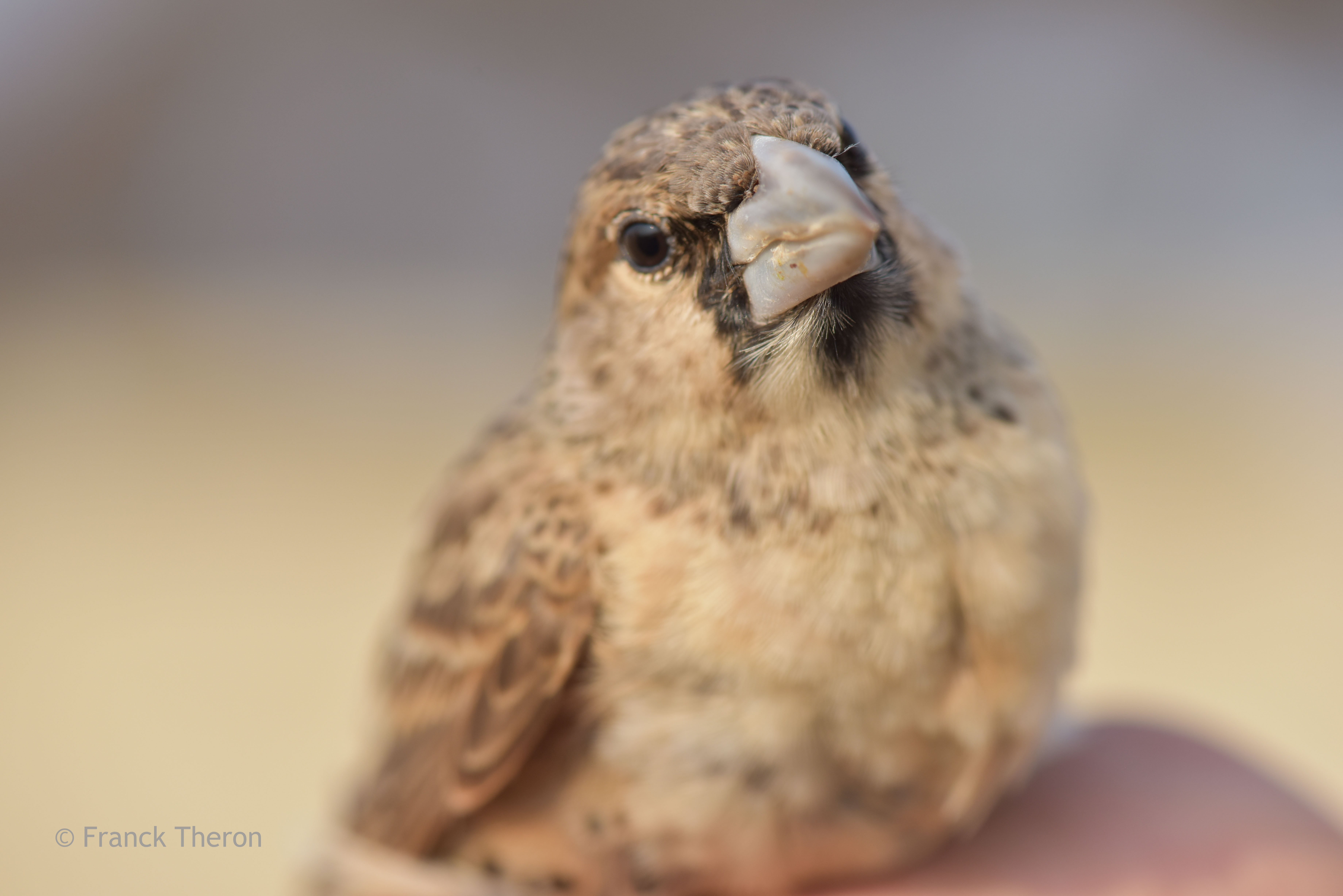 Learn with us > sociable weaver biology | Sociable Weaver Project