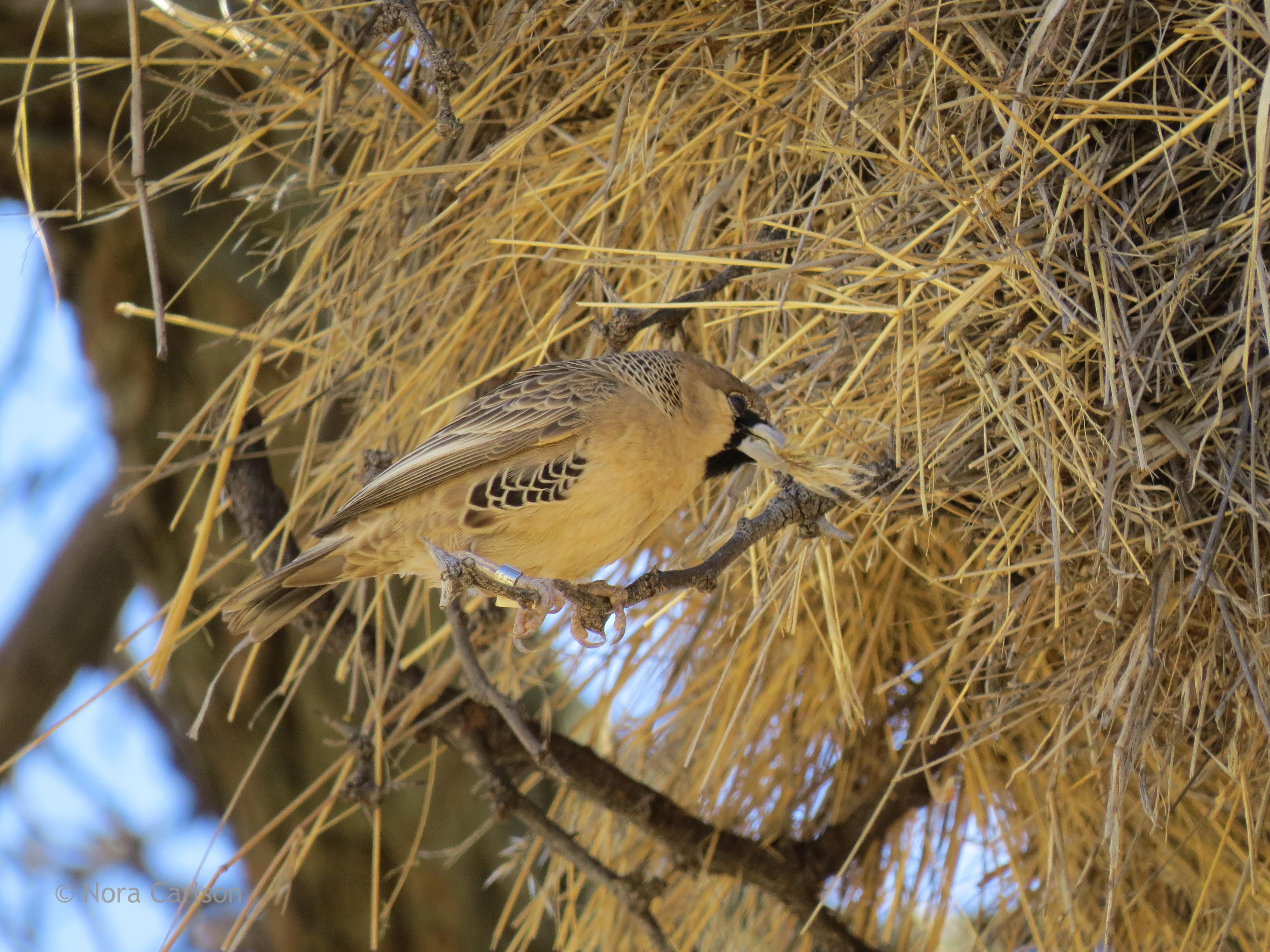 Learn with us > sociable weaver biology | Sociable Weaver Project